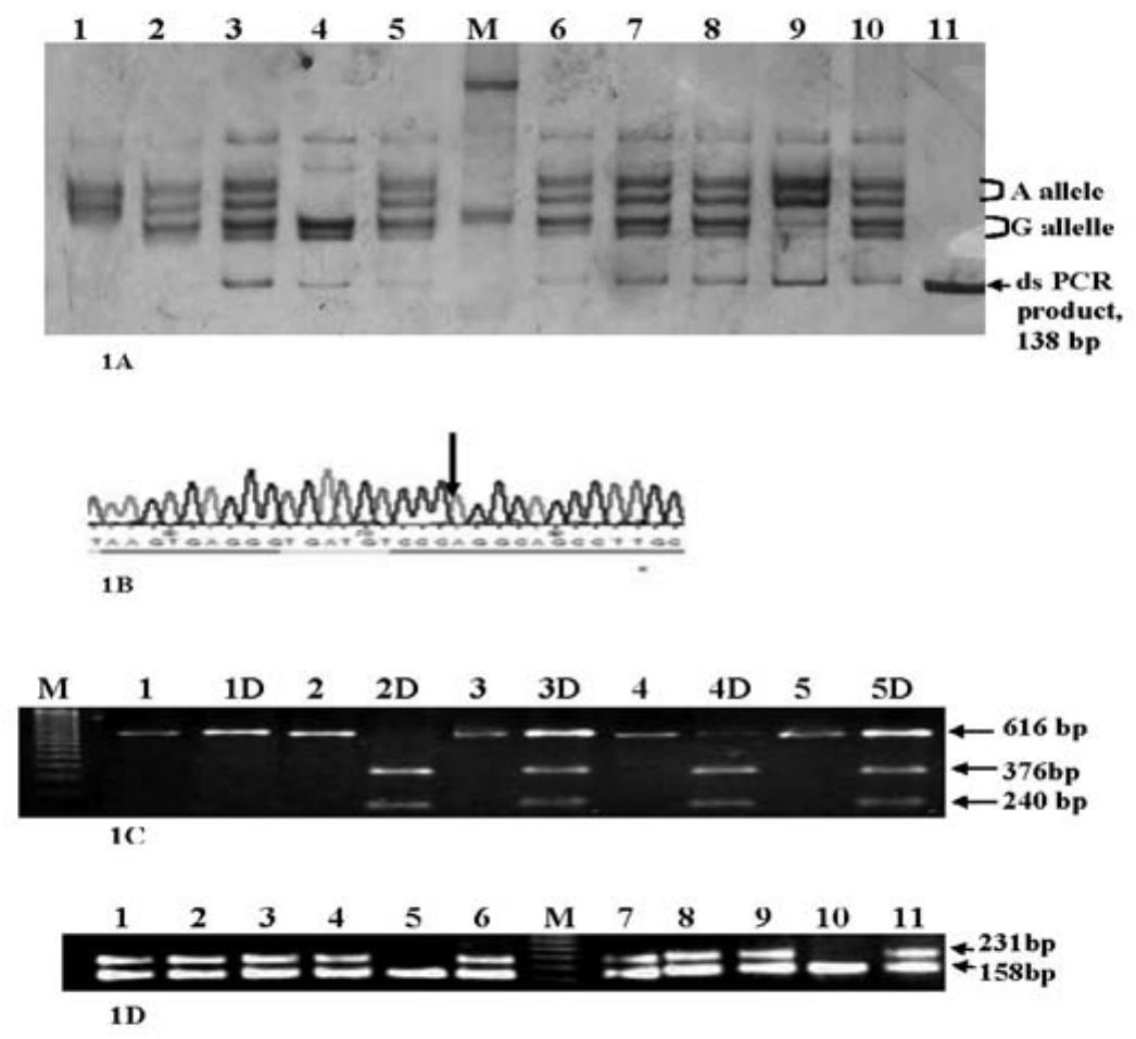 A - pcr-sscp typing pattern of ccnd1 genotypes. pcr