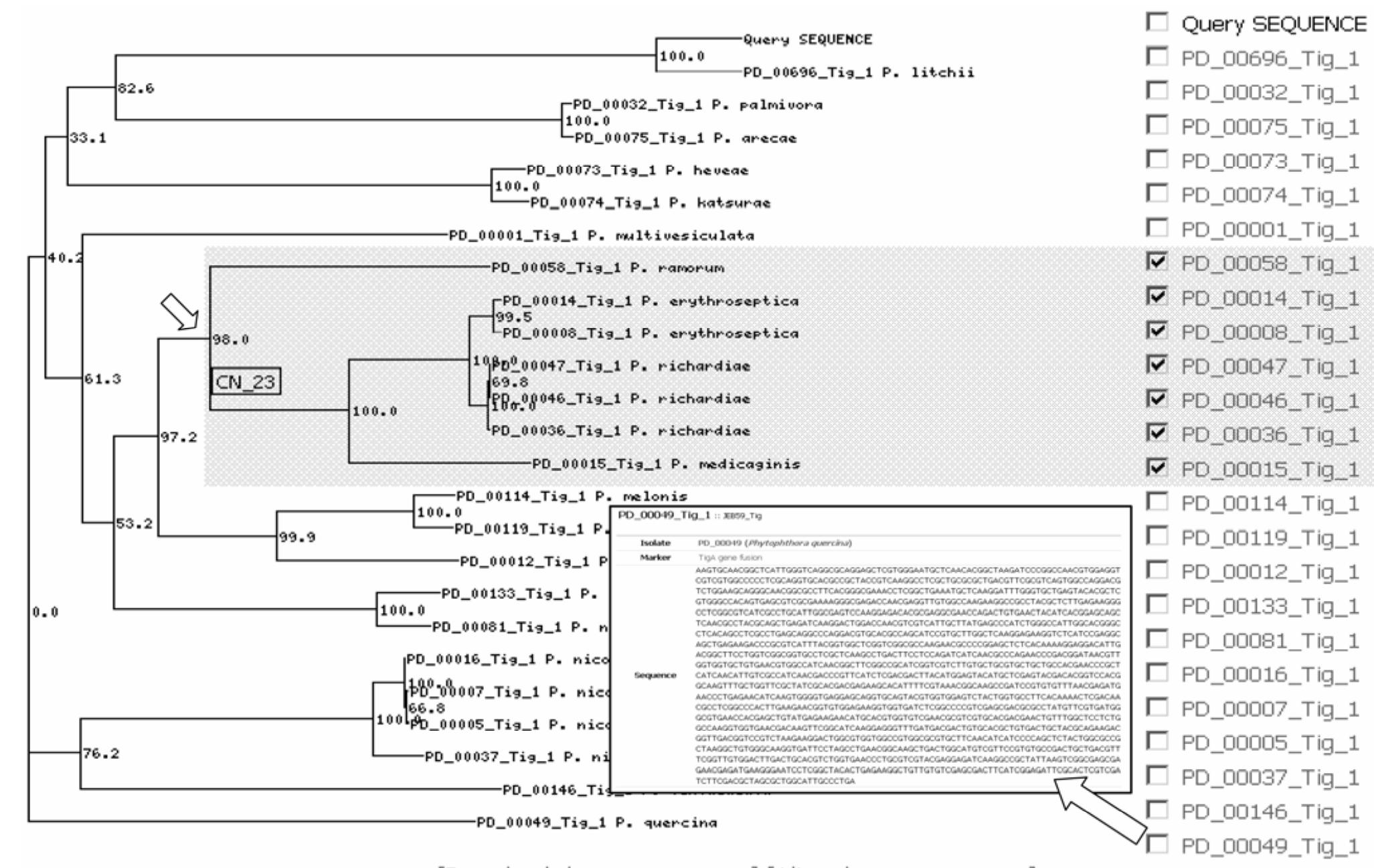 Phylogenetic tree built from phyloviewer. sequences aligned