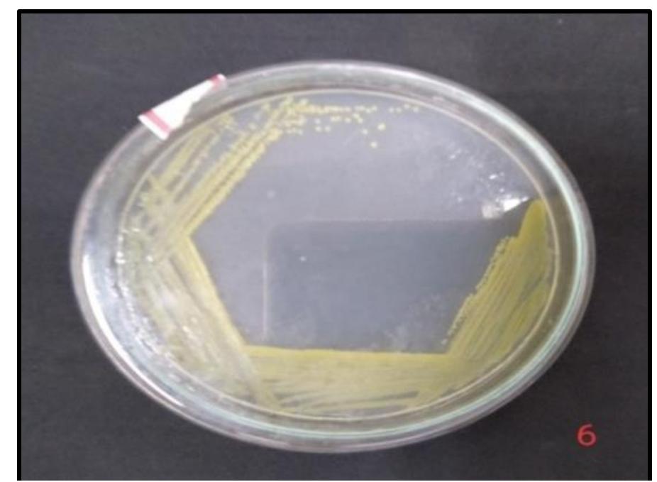 Pr 6 identified as micrococcus luteus fig 5: pr 3 identified