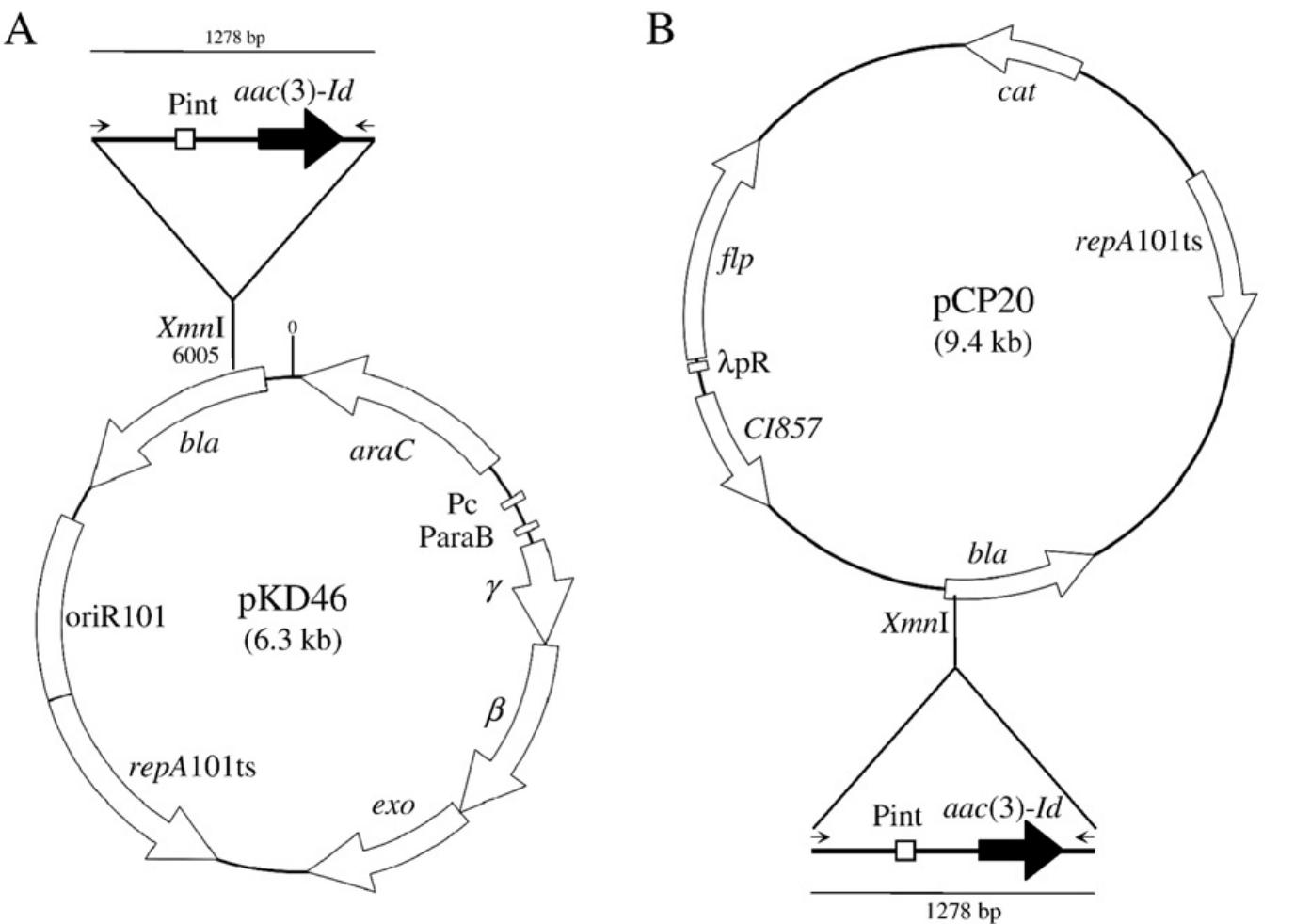 Schematic view of \ red recombinase expression plasmid pkd46