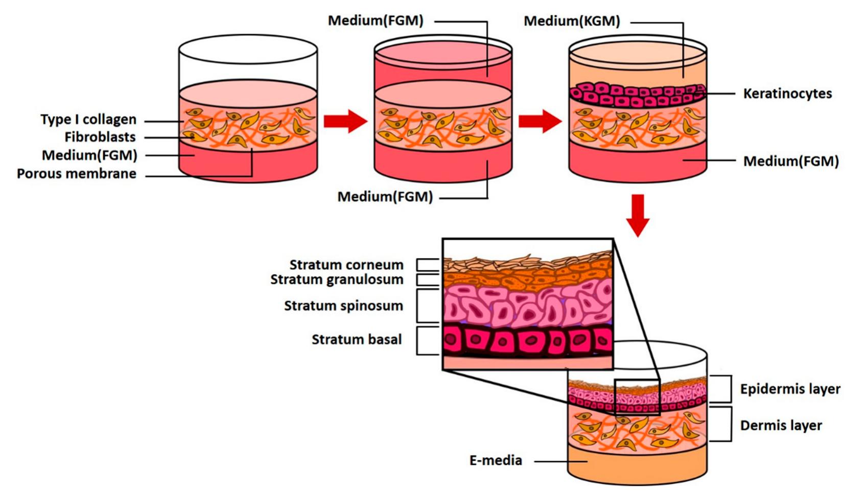A schematic diagram of 3d skin model formation process in a