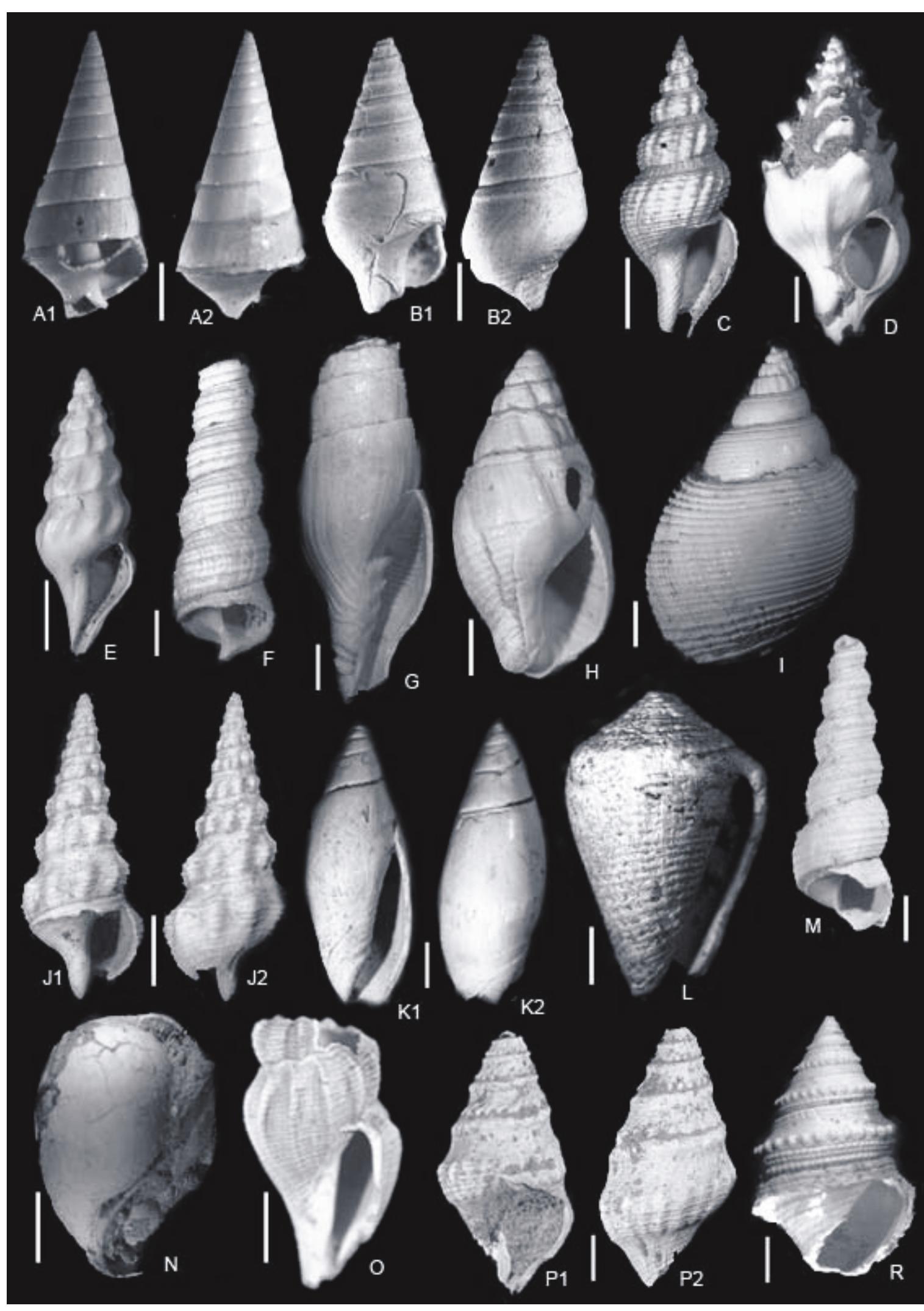 Figure 8 - Early Pliocene molluscs from the easternmost