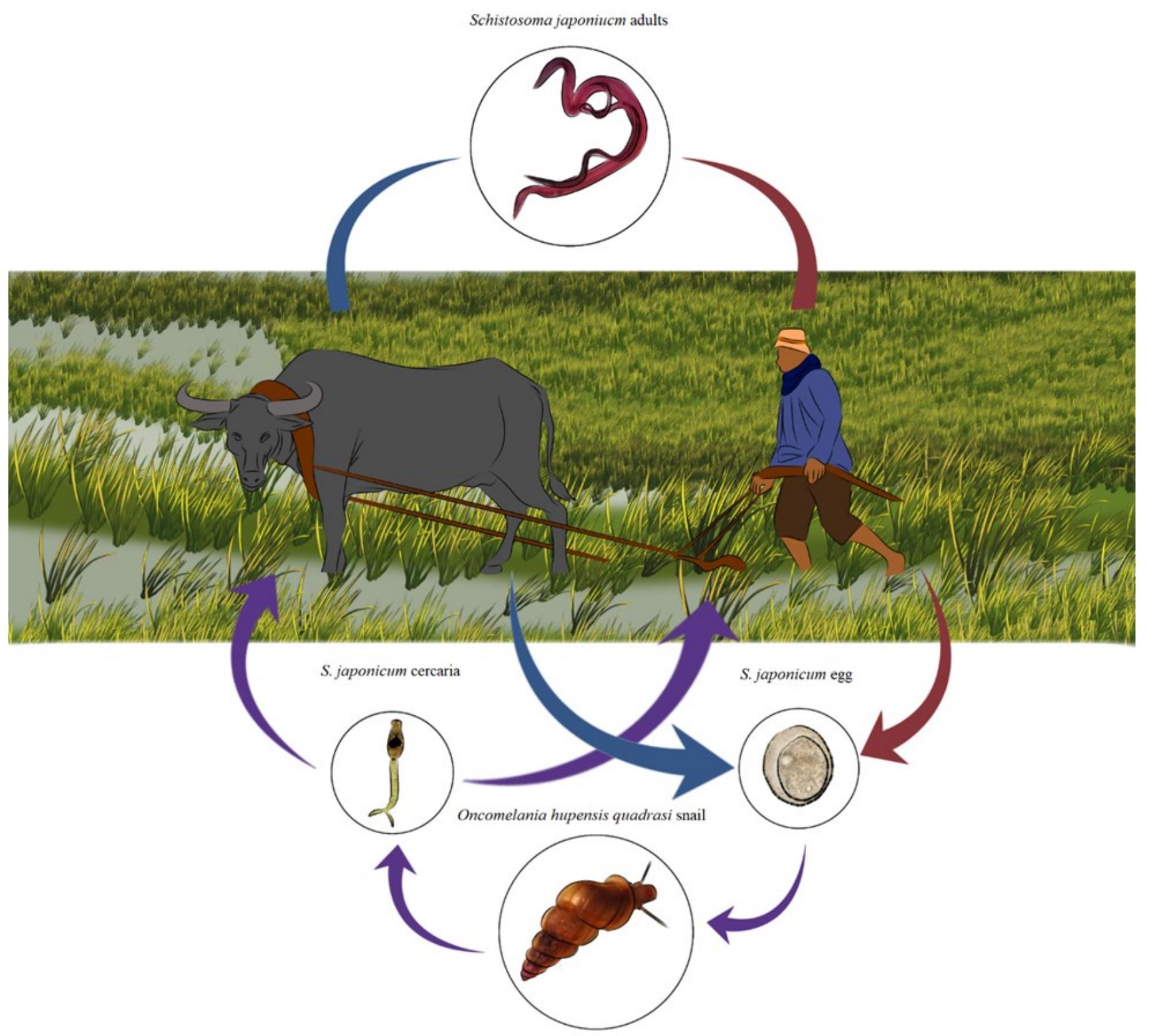 The zoonotic life cycle and transmission dynamics of