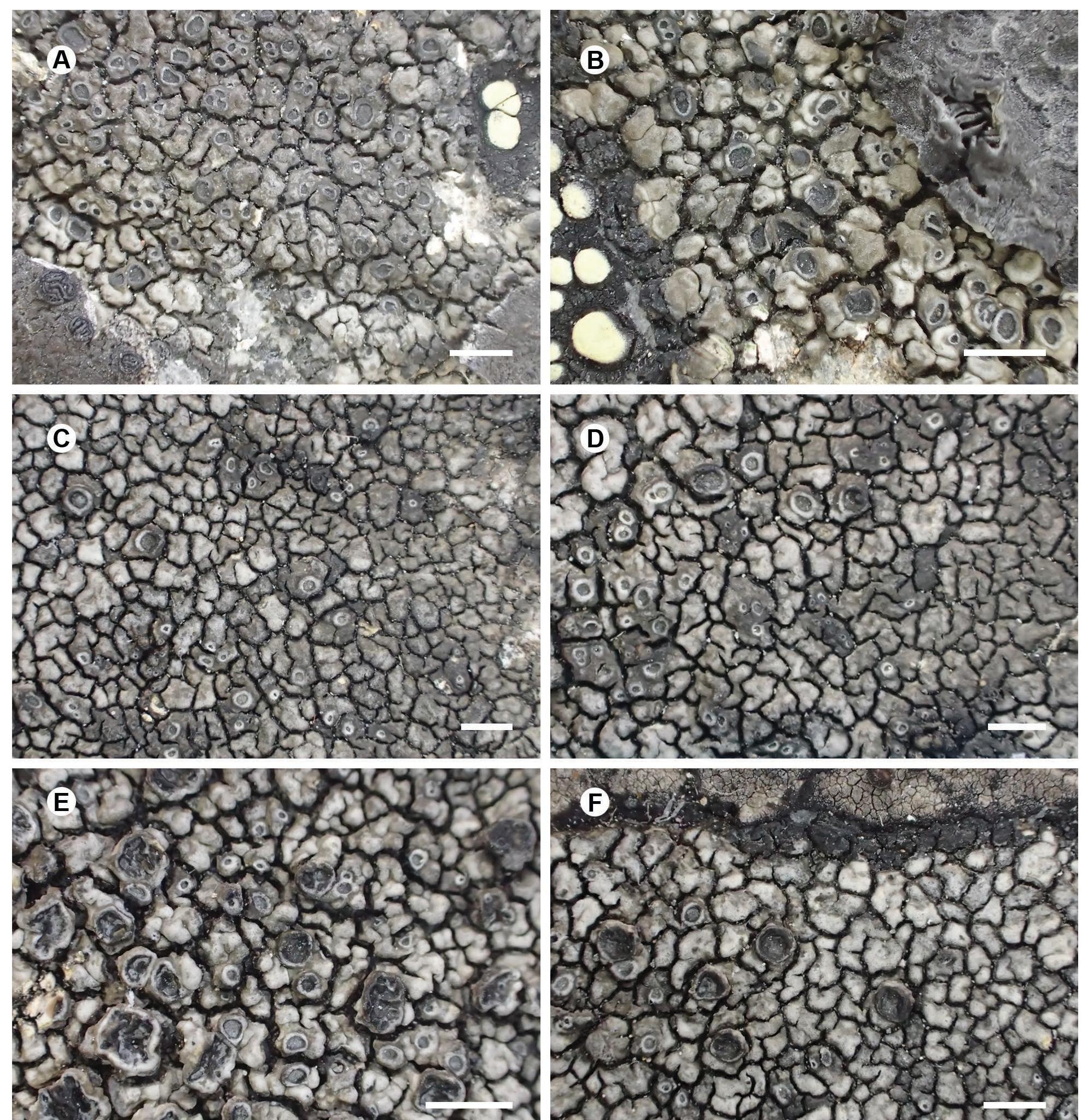 Circinaria scuphulifera. a, b — morphology of the holotype;