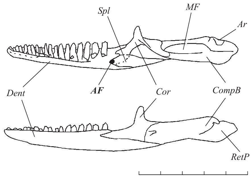 Figure 2 - from Cranial anatomy of Euspondylus acutirostris