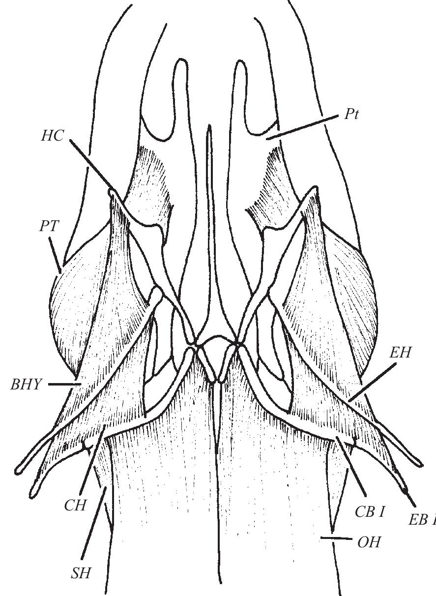 Ventral view of the cranial muscles of e. acutirostris (deep