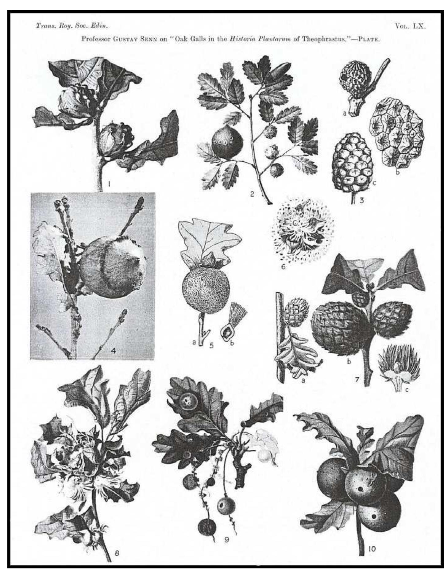 Drawings of the 10 different types of galls produced on oaks