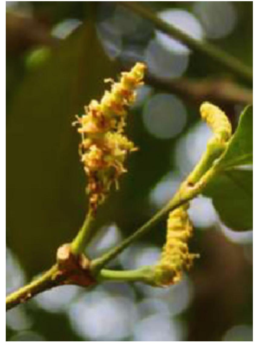 Figure 1 - from Gnetum gnemon L. Gnetaceae