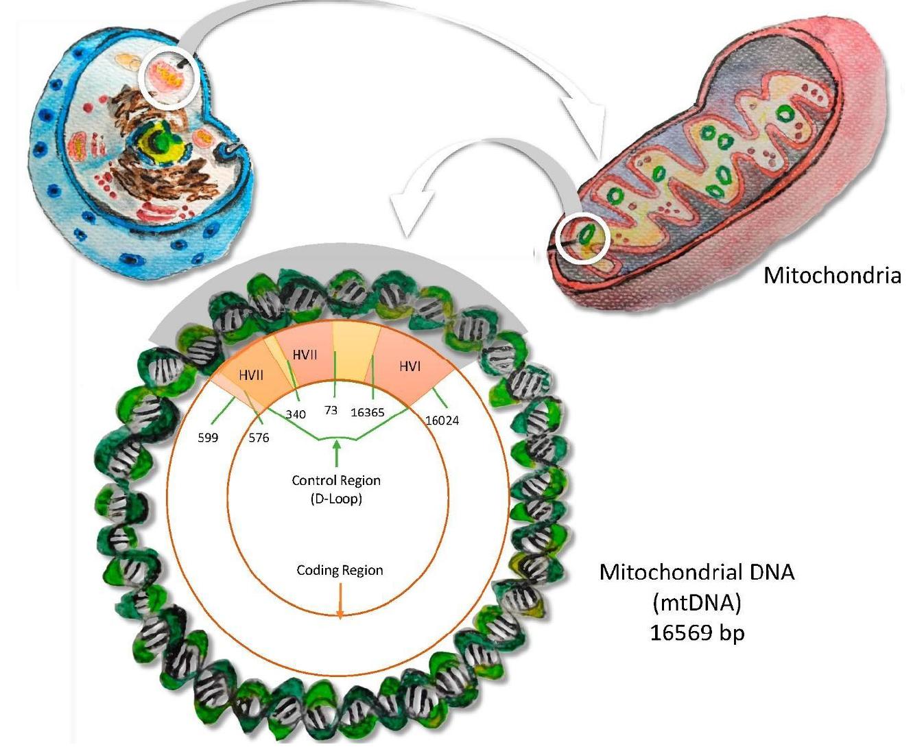 Mtdna location and structure. to be precise, human mtdna is
