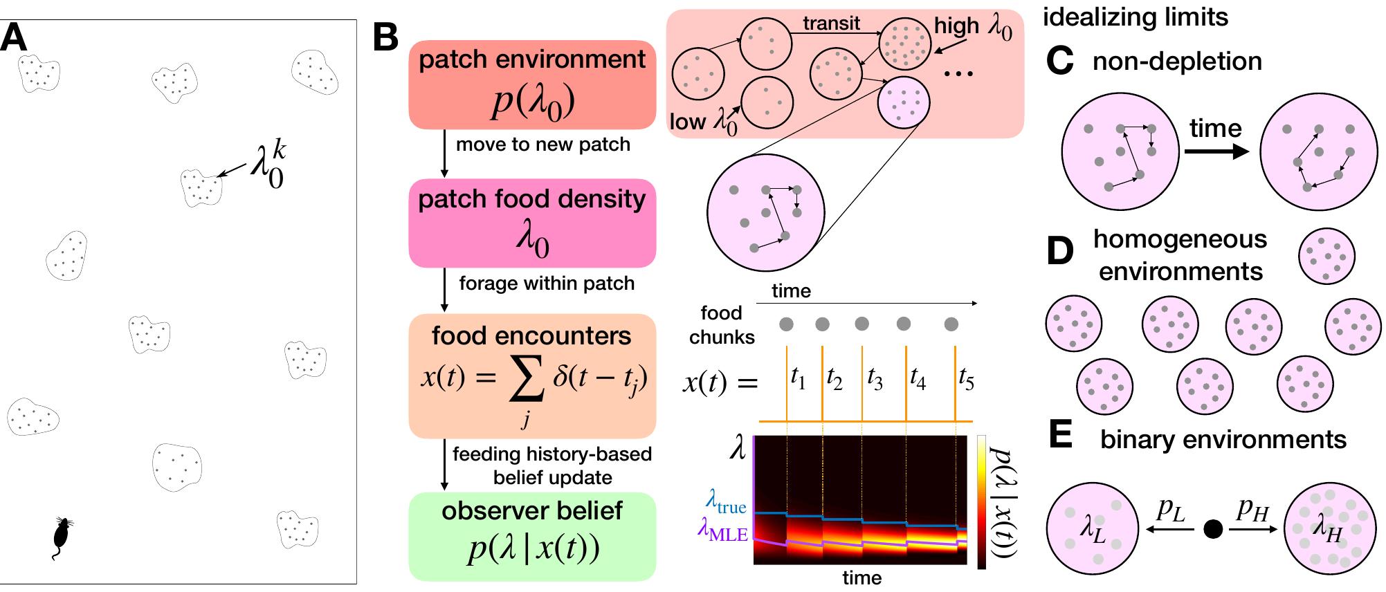Patch foraging task and model. a. task environment: an