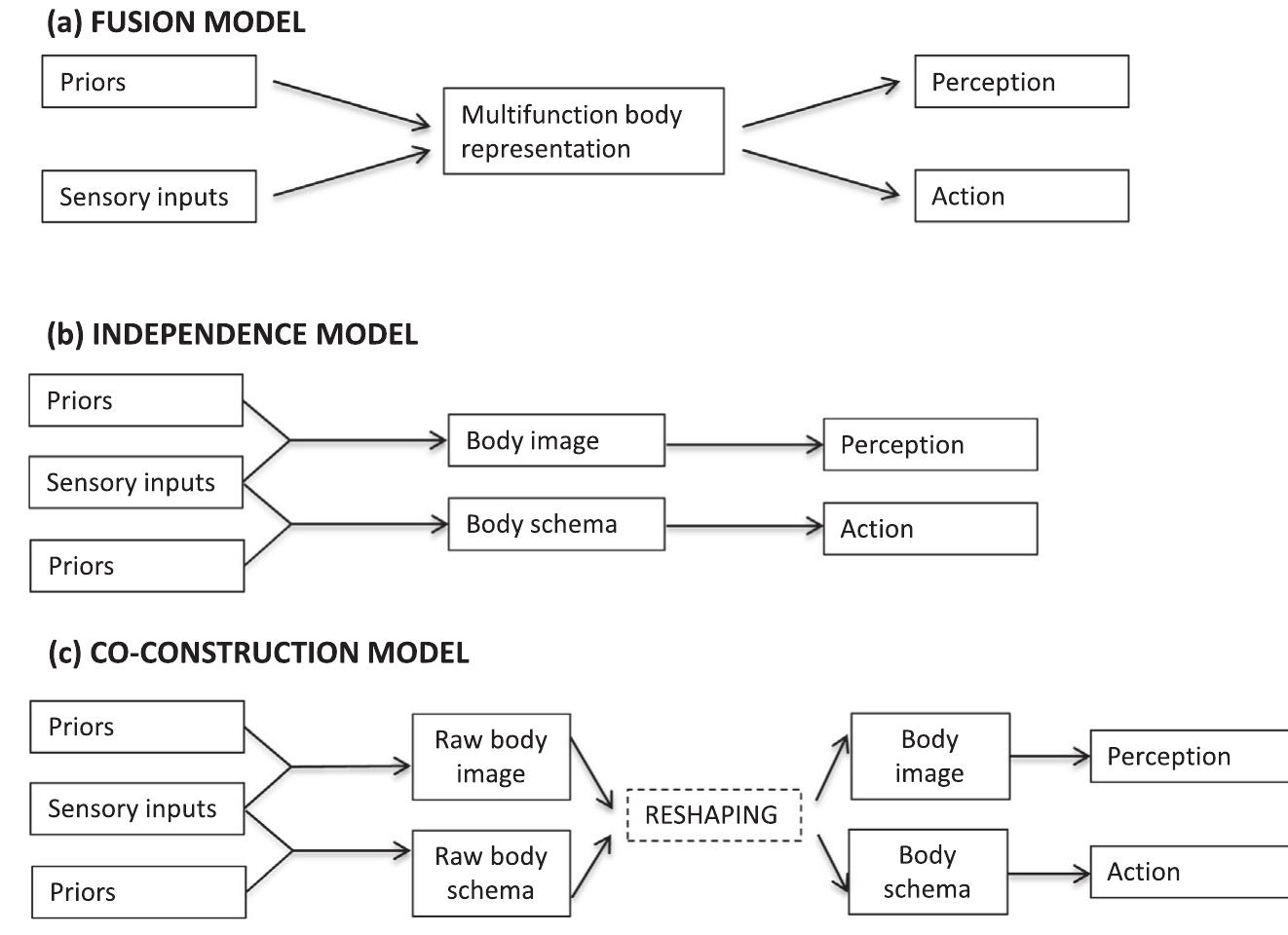 (PDF) Beyond differences between the body schema and the body image ...
