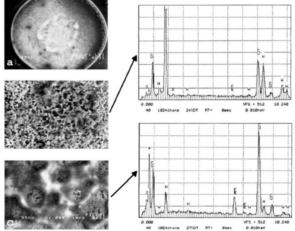 Sem images of the elkonite trigger disc electrode (cathode)