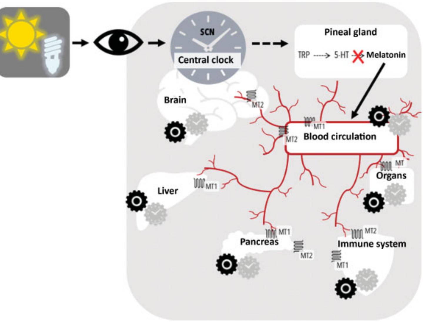 Melatonin, the principal circadian hormone. the human retina