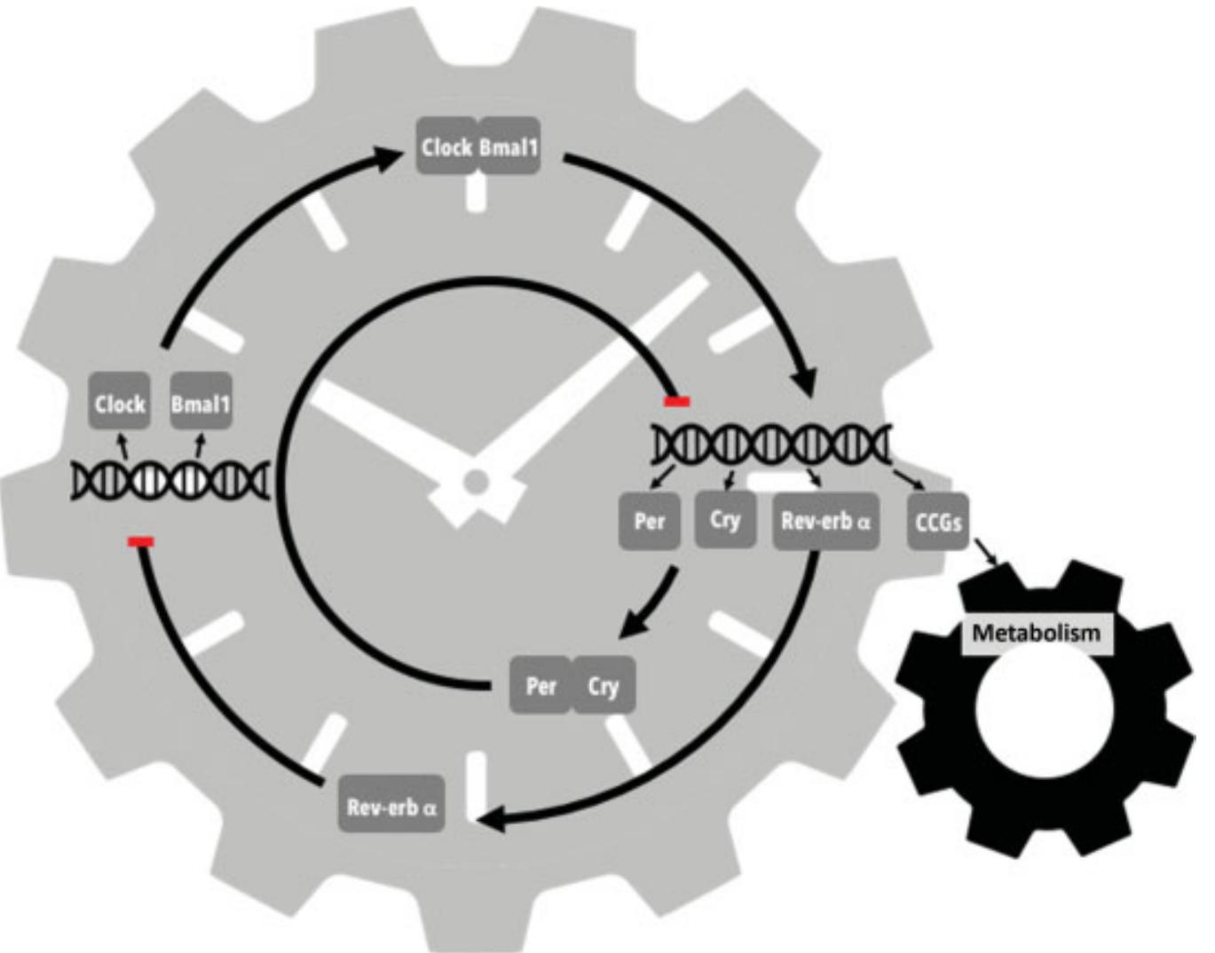 Schematic circadian expression of clock genes. the