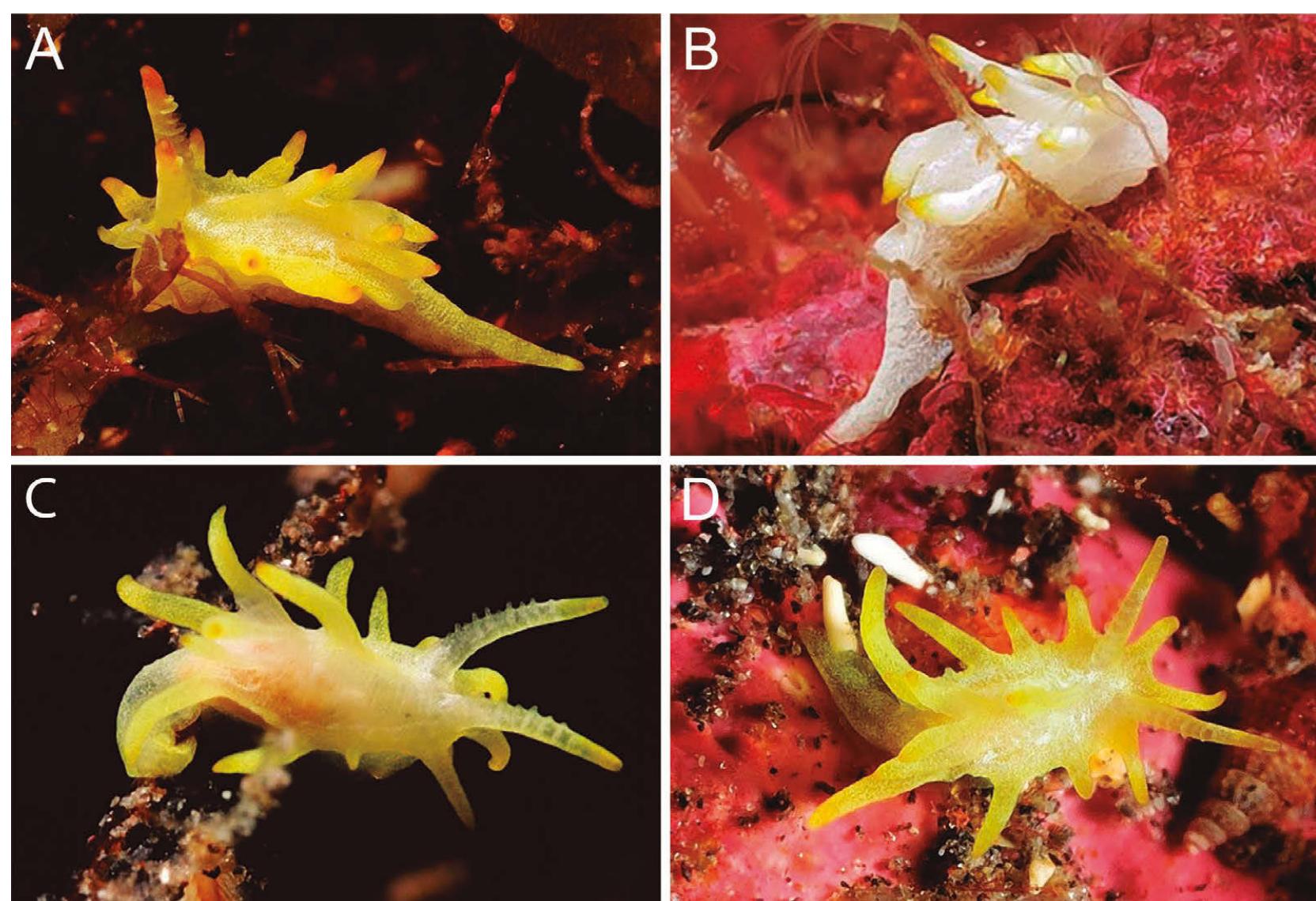 Okenia picoensis spec. nov. photographs of the living