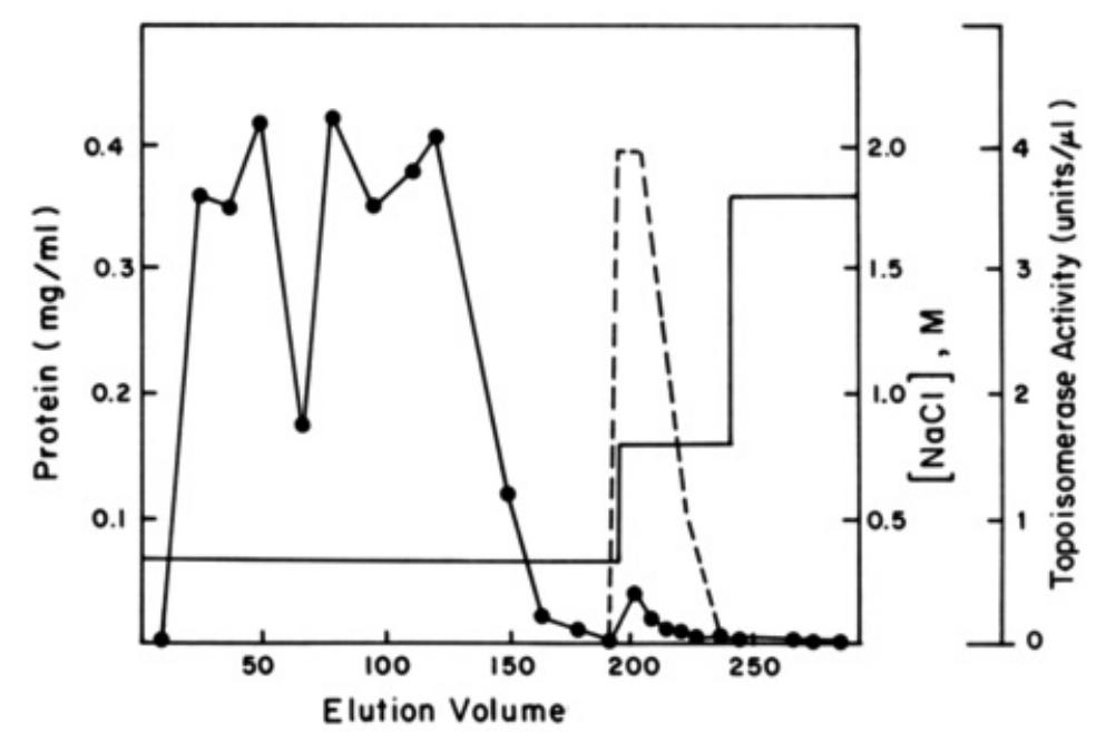 Phosphocellulose column chromatography. protein con-