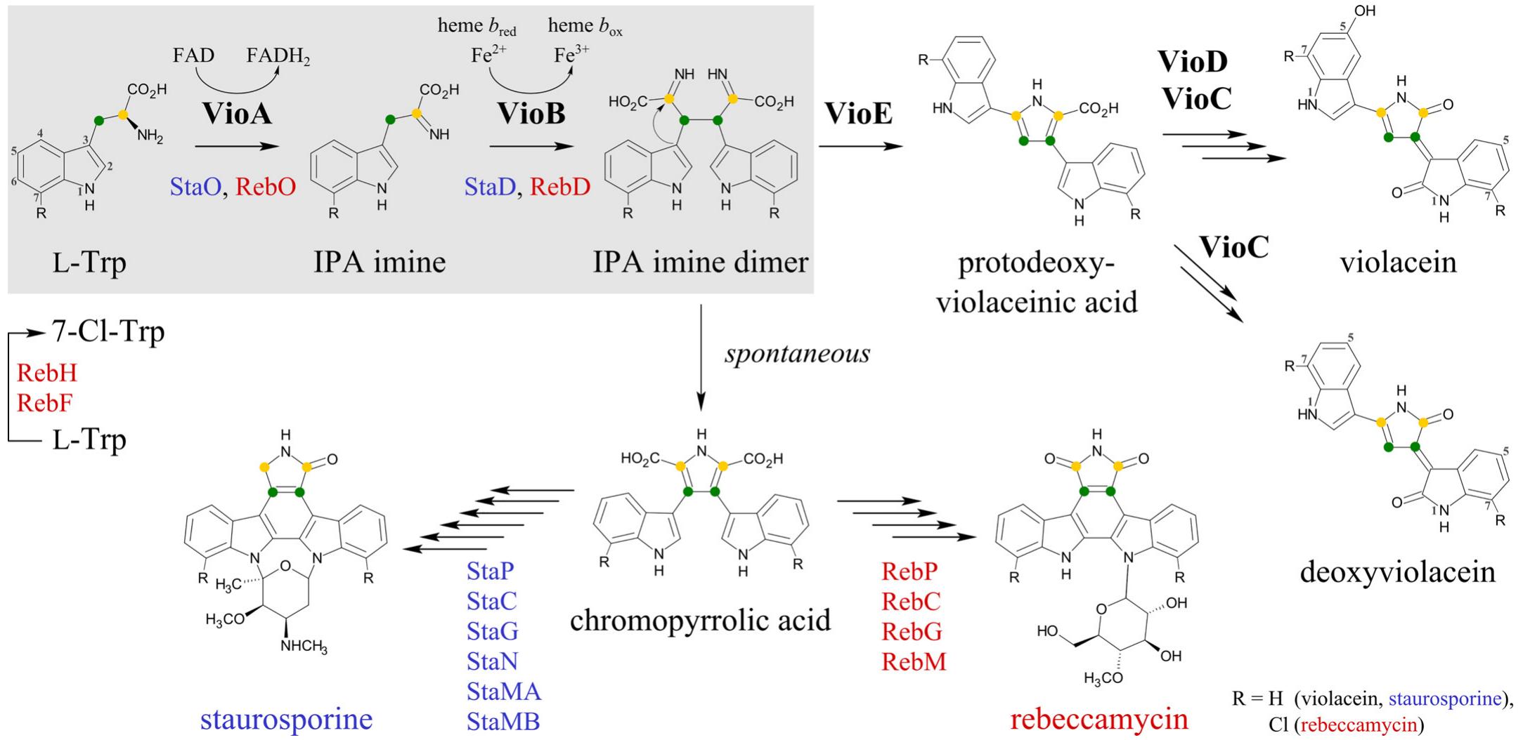 Biosynthetic pathway of violacein (b/ack), staurosporine