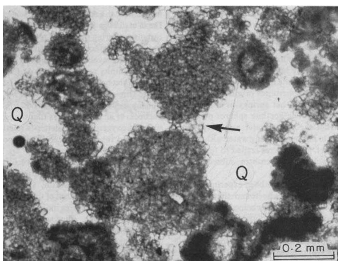 Photomicrograph in plane light of micrite-microspar