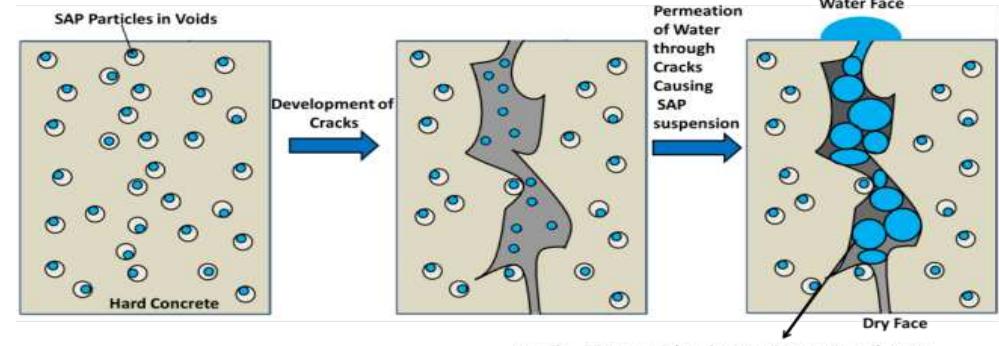 Schematic diagram of self-sealing mechanism of crack with th