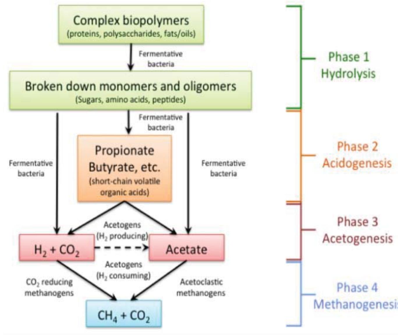 Schematic of four phases of biogas production. involves many