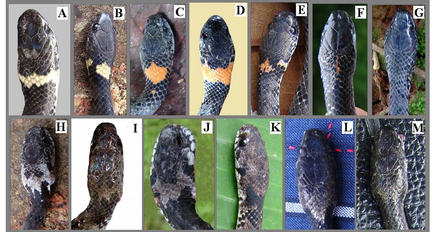 Examples of various types of coloration of the nuchal