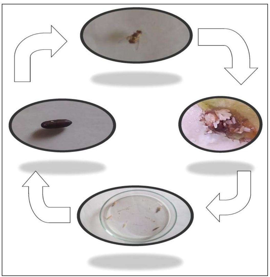 Plate 1: life cycle of cucurbit fruit fly. a adult of fruit