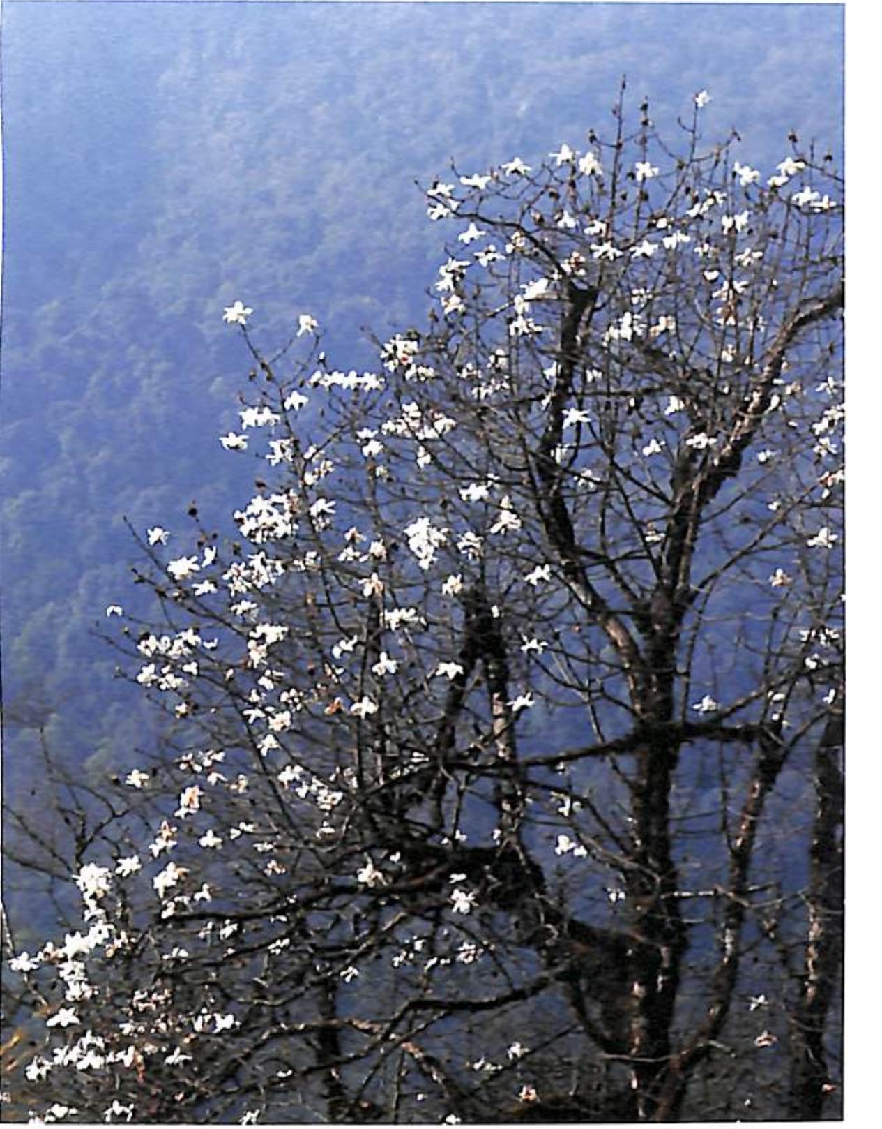 Cardiocrinum giganteum giant lily in zemu valley, sikkim