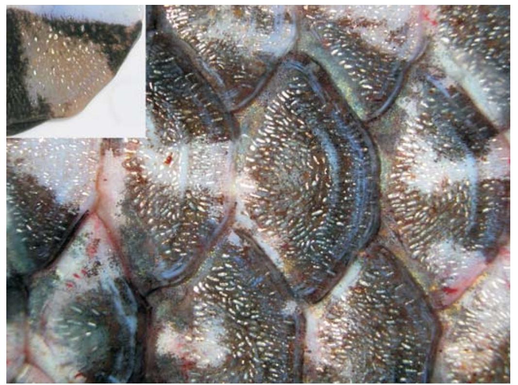 (PDF) Coelacanth (Latimeria chalumnae Smith, 1939) discoveries and ...