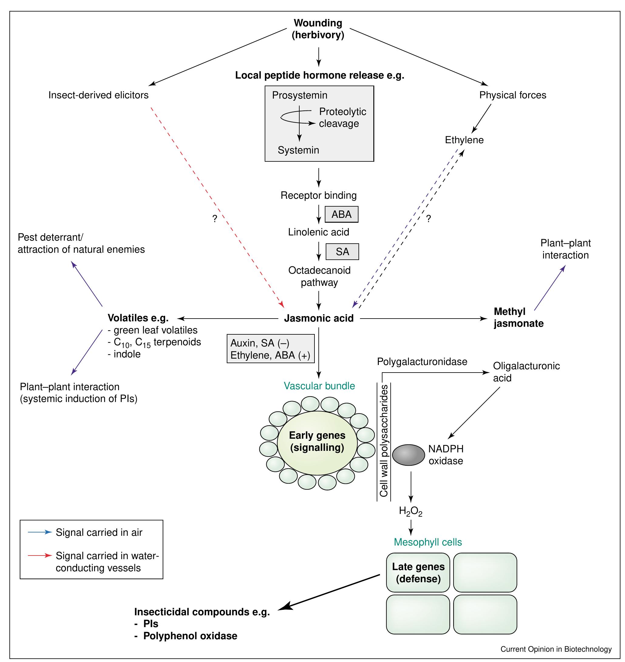 The wounding response. generalised overview of the plant