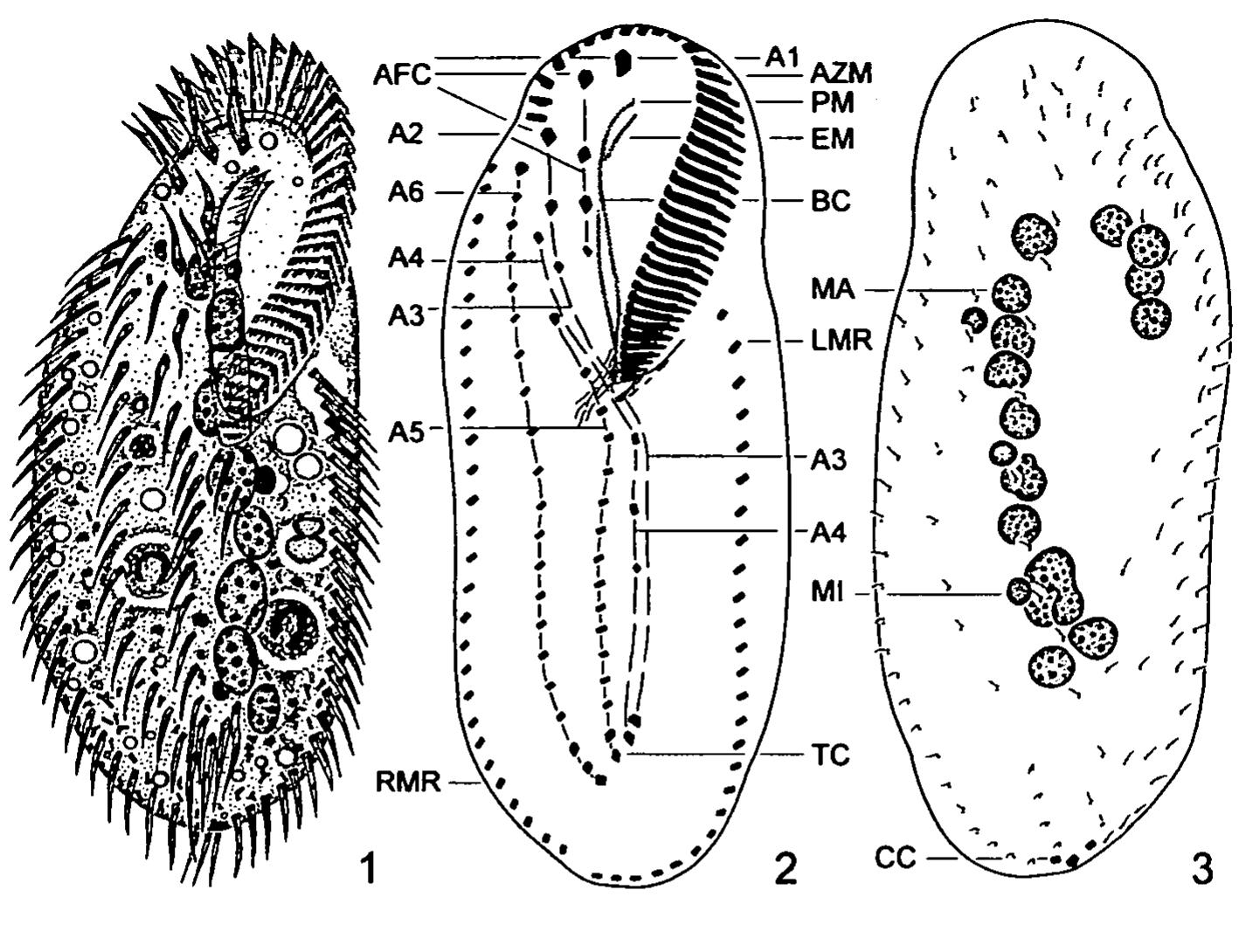 S. 1-3: parentocirrus hortualis, interphase morphology and