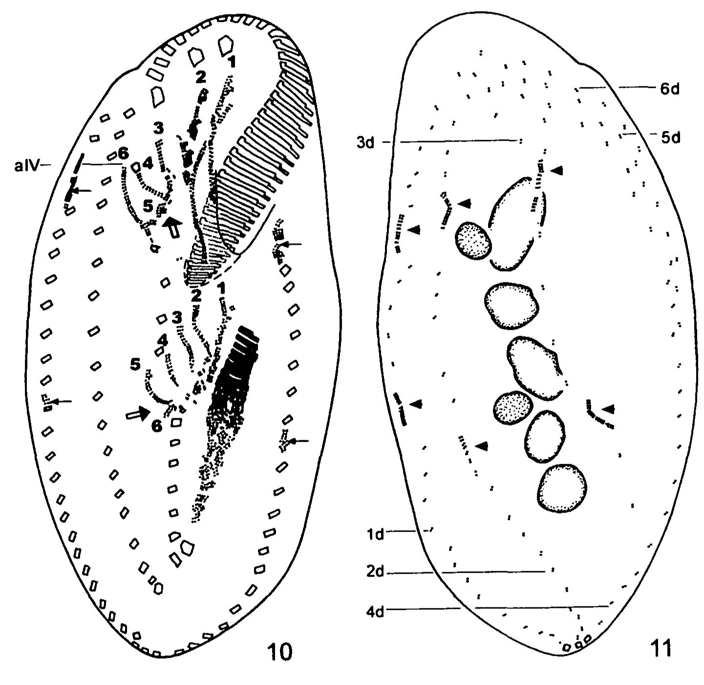 S. 10, 11: parentocirrus hortualis, ventral) and dorsal view