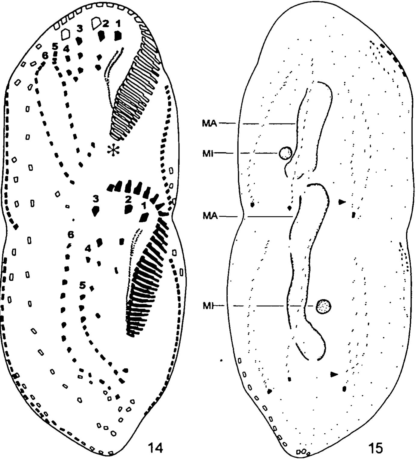 S. 14, 15: parentocirrus hortualis, ventral and dorsal view