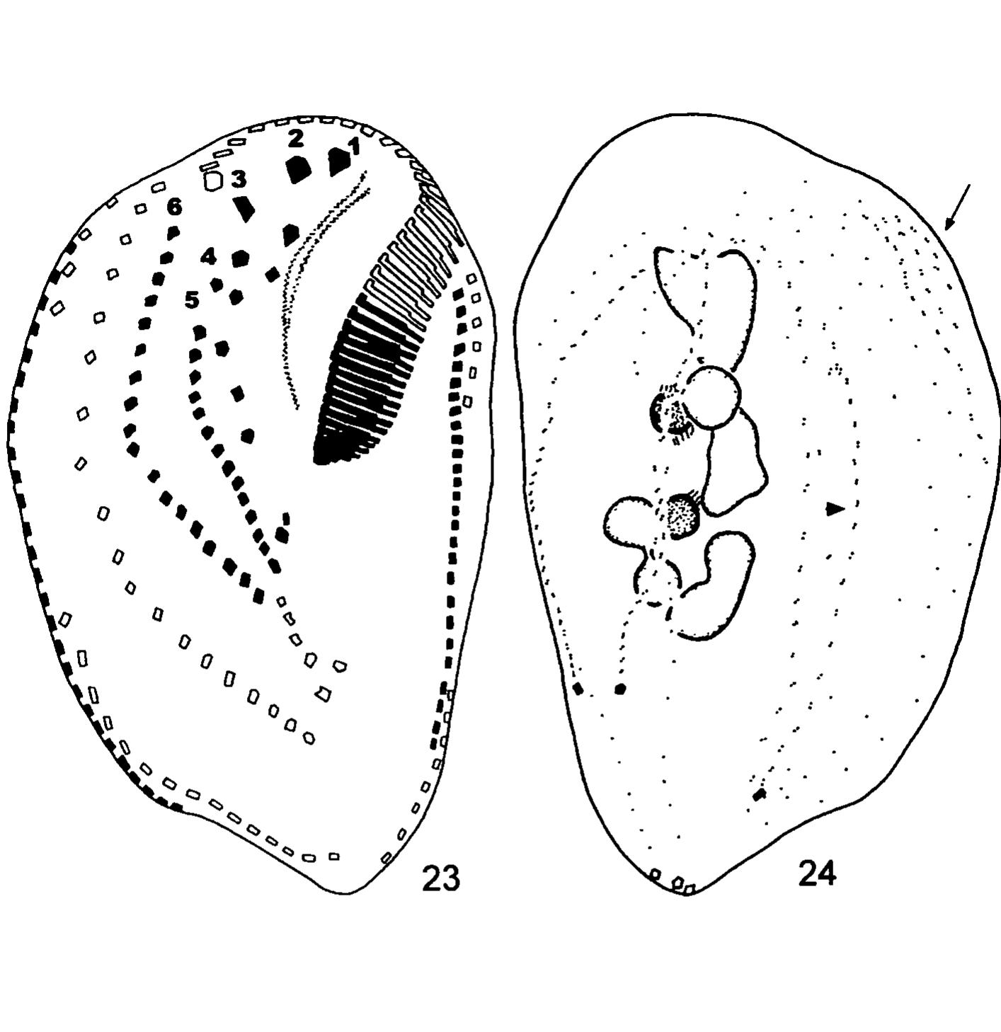 S. 23, 24: parentocirrus hortualis, ventral and dorsal view