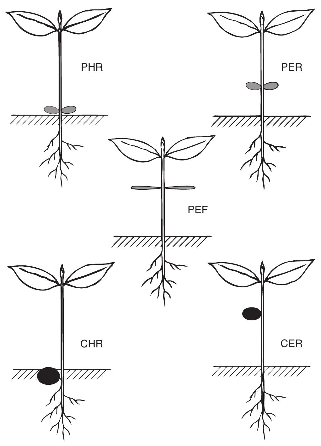 Seedling functional types. five seedling functional types as