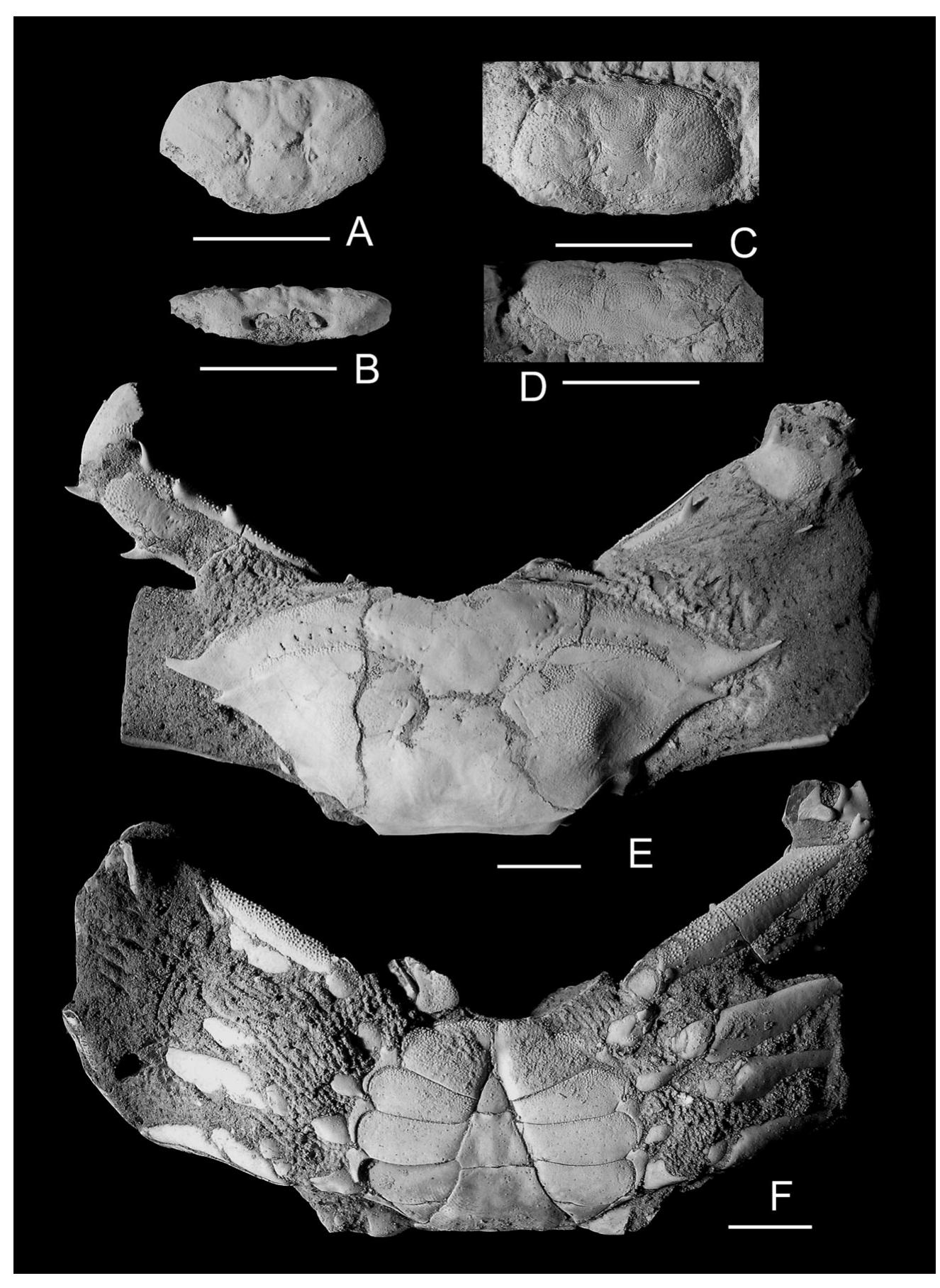 Ig. 6. a, b. pinnixa sp., mgb-cf0032, carapace, loc. dvo-11,