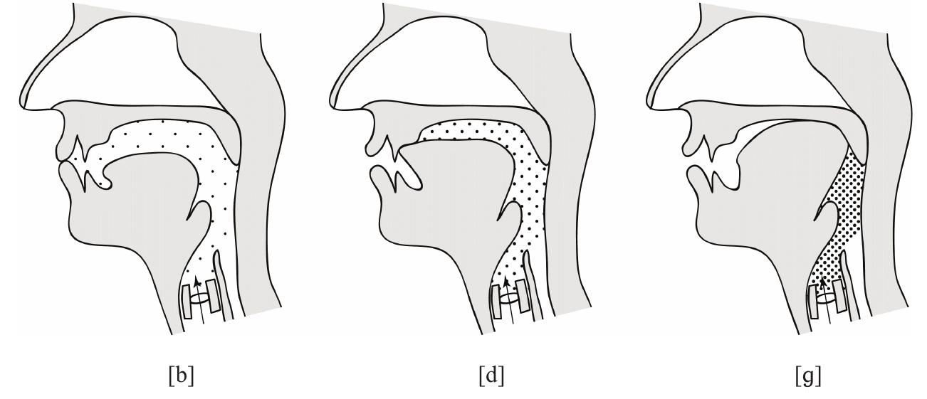 Labial (left), alveolar (center), and dorsal (right)
