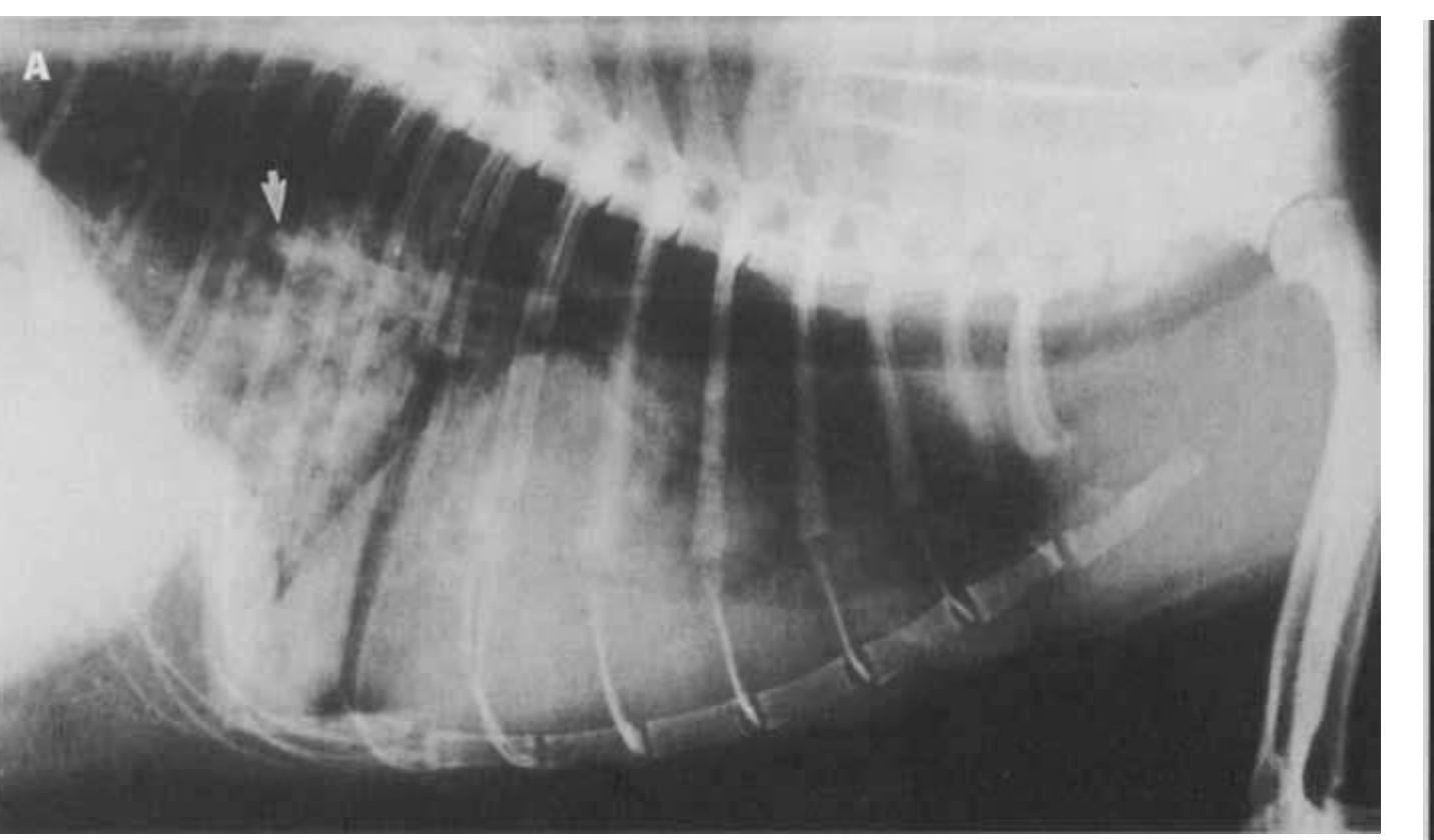 1g 1. (a) lateral thoracic radiograph. note the alveolar