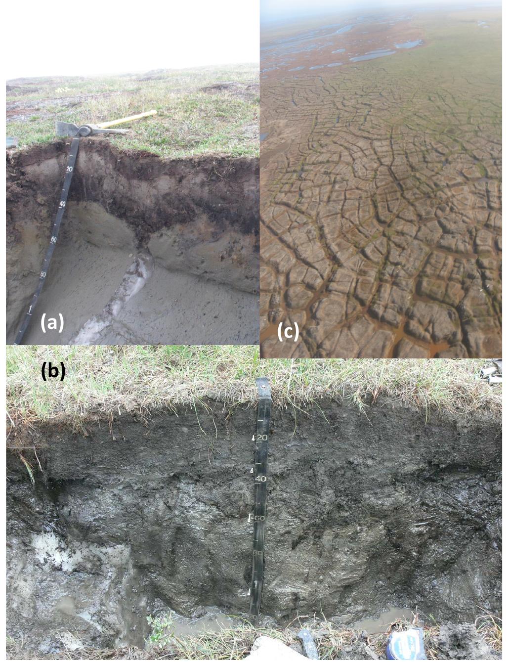 Soils formed in ice-wedge polygons: (a) active layer