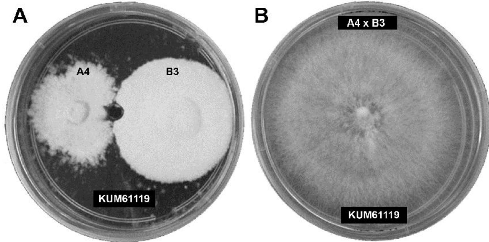 Figure 1 - DNA Pedigree Tracking to Identify Compatible