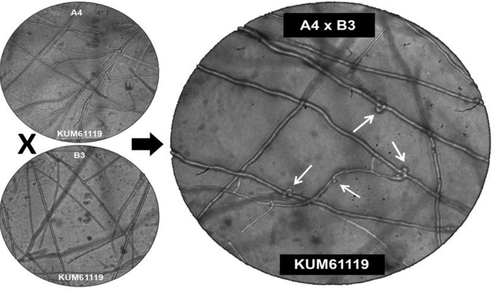 Figure 2 - DNA Pedigree Tracking to Identify Compatible