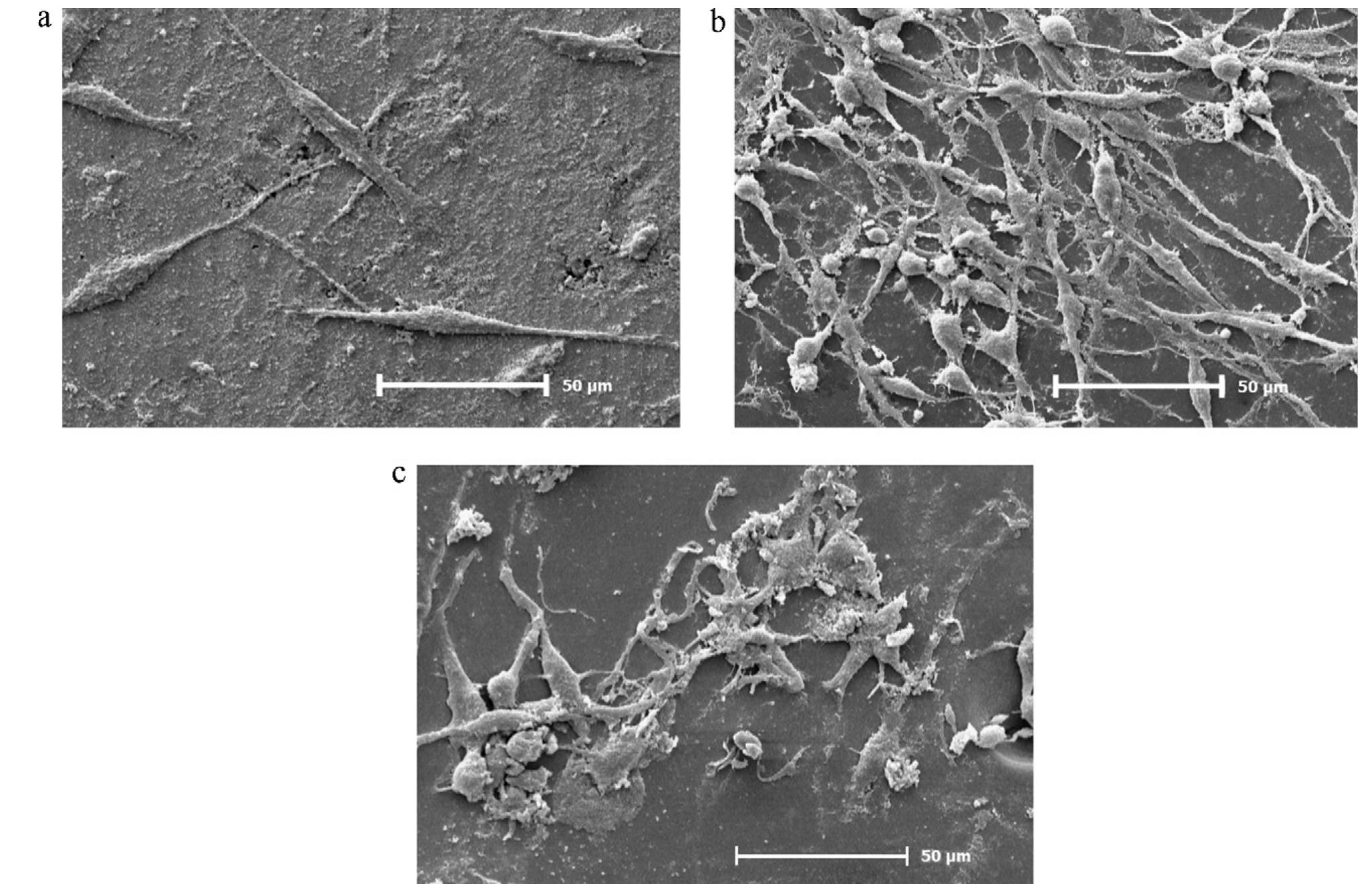 Sem images of cell attachment on surface of specimens: (a)