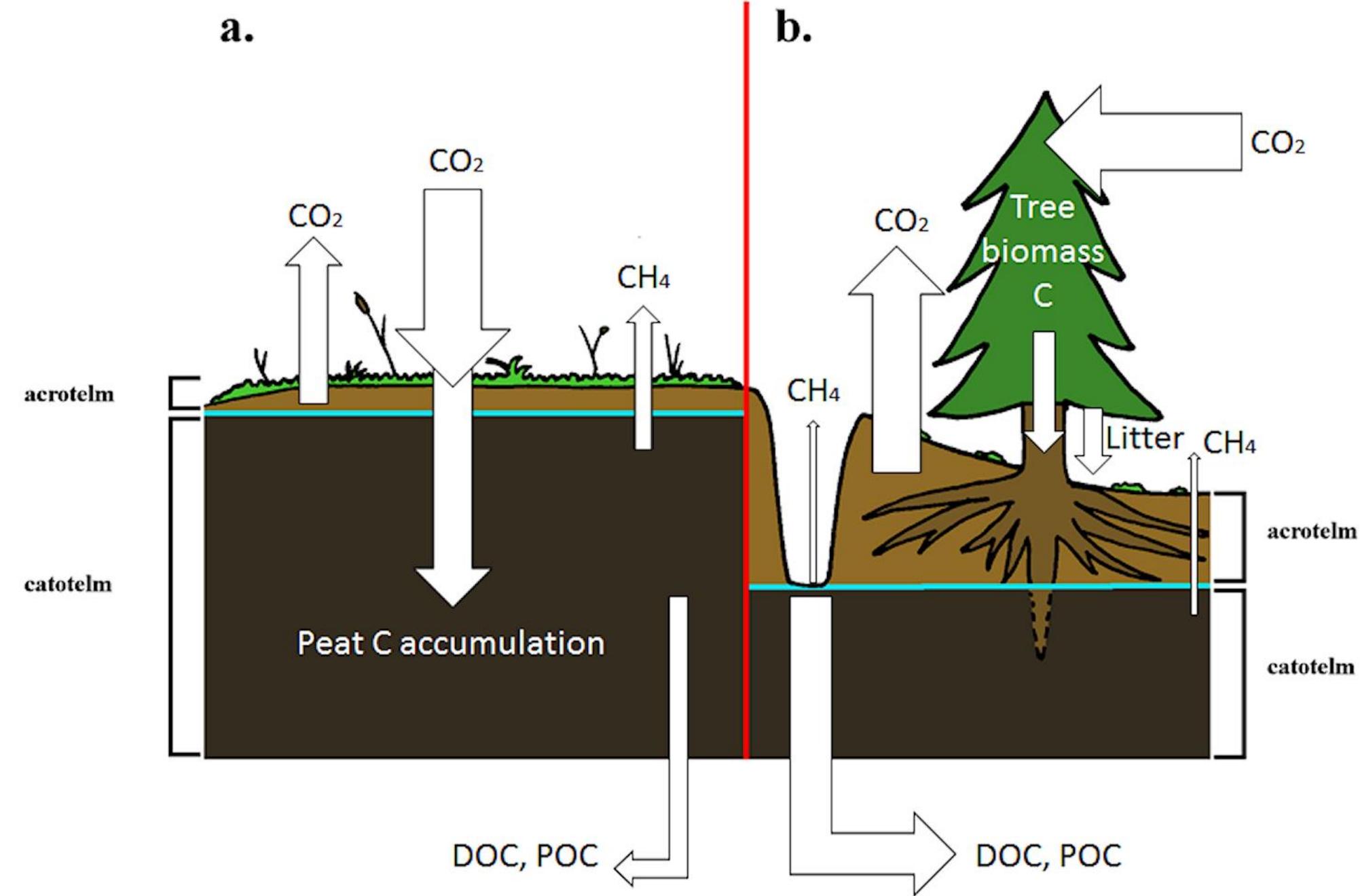 A lowered water table (blue line) gives rise to different