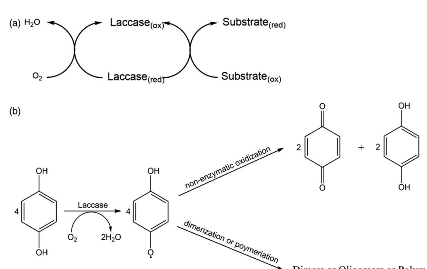 (a) scheme of laccase-catalyzed redox cycles for substrate