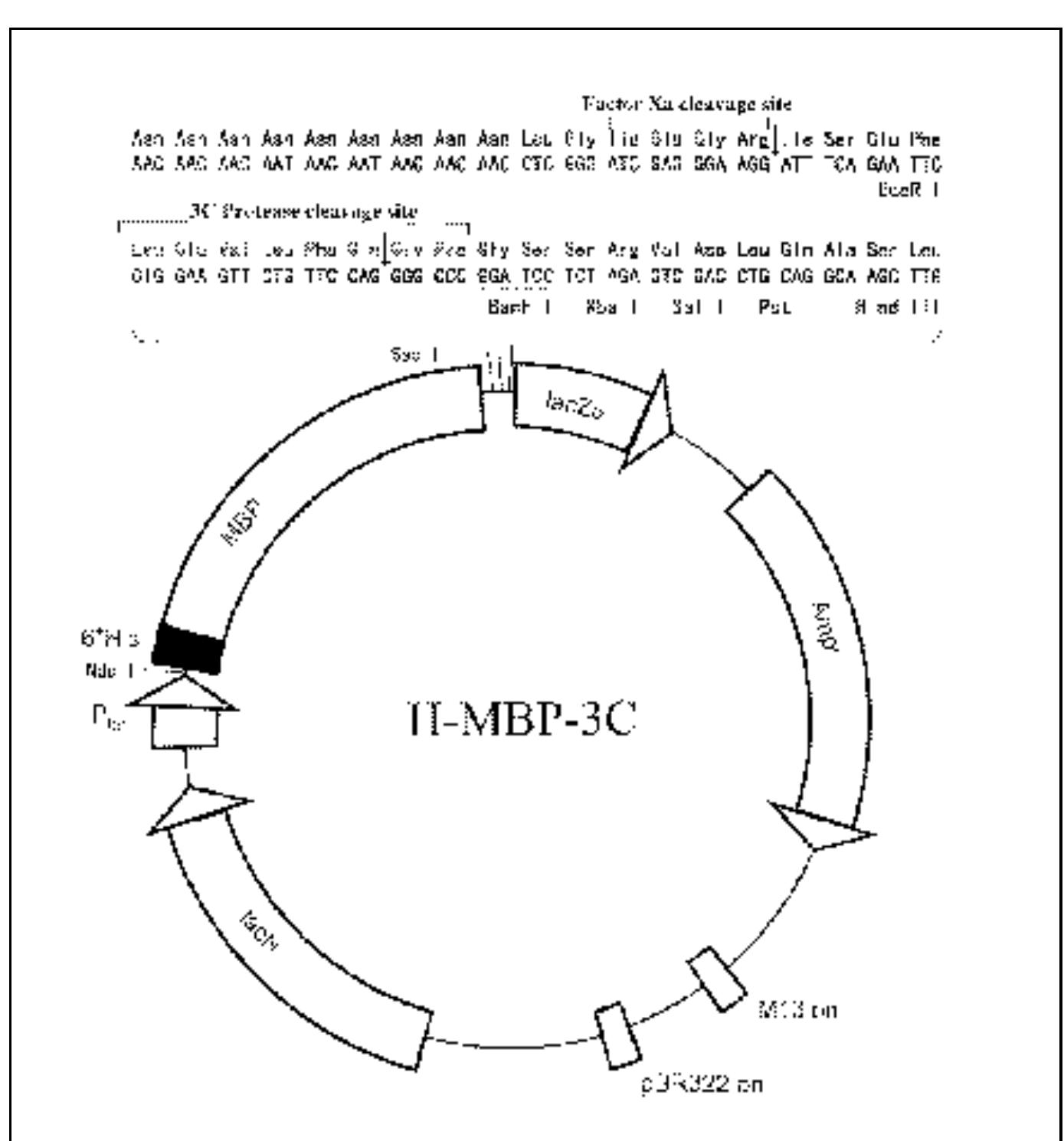 H-mbp-3c vector map. important modifications include the