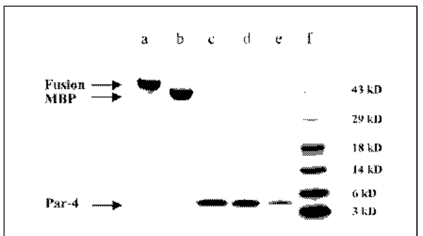 Purification and cleavage. coomassie® blue-stained sds-page.
