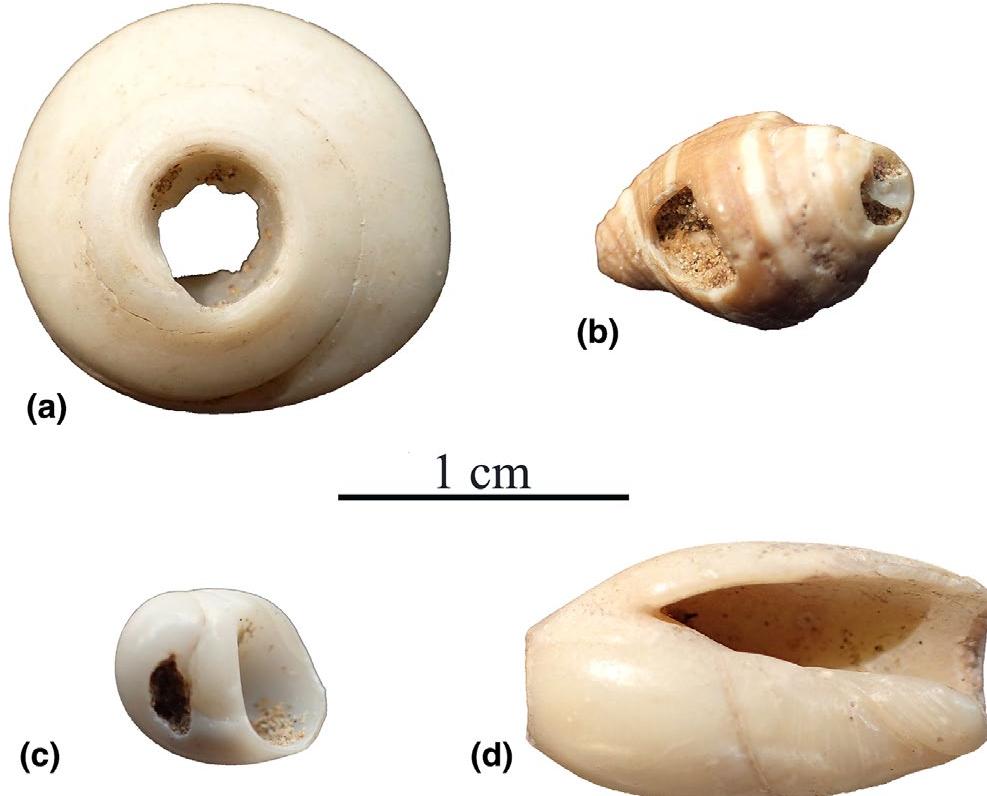 _ different types of perforated shells used as beads were