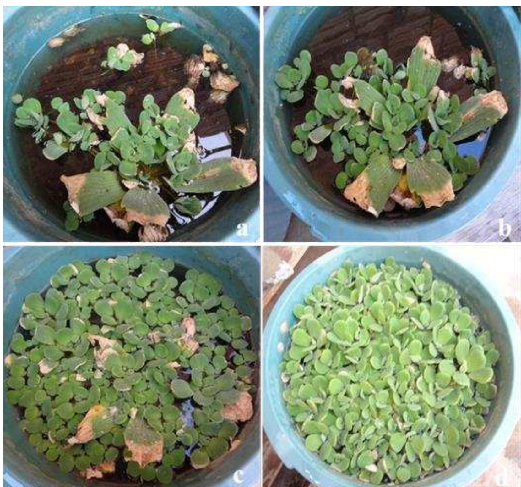 Vegetative propagation of pistia stratiotes l., days after