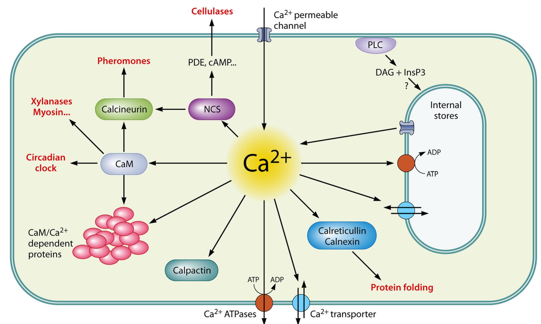 Schematic representation of calcium signaling. the