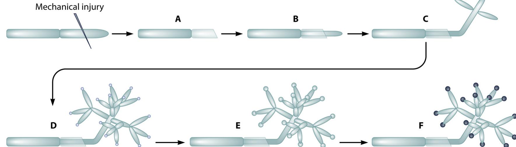 Morphological Stages Of T Atroviride During Conidiation