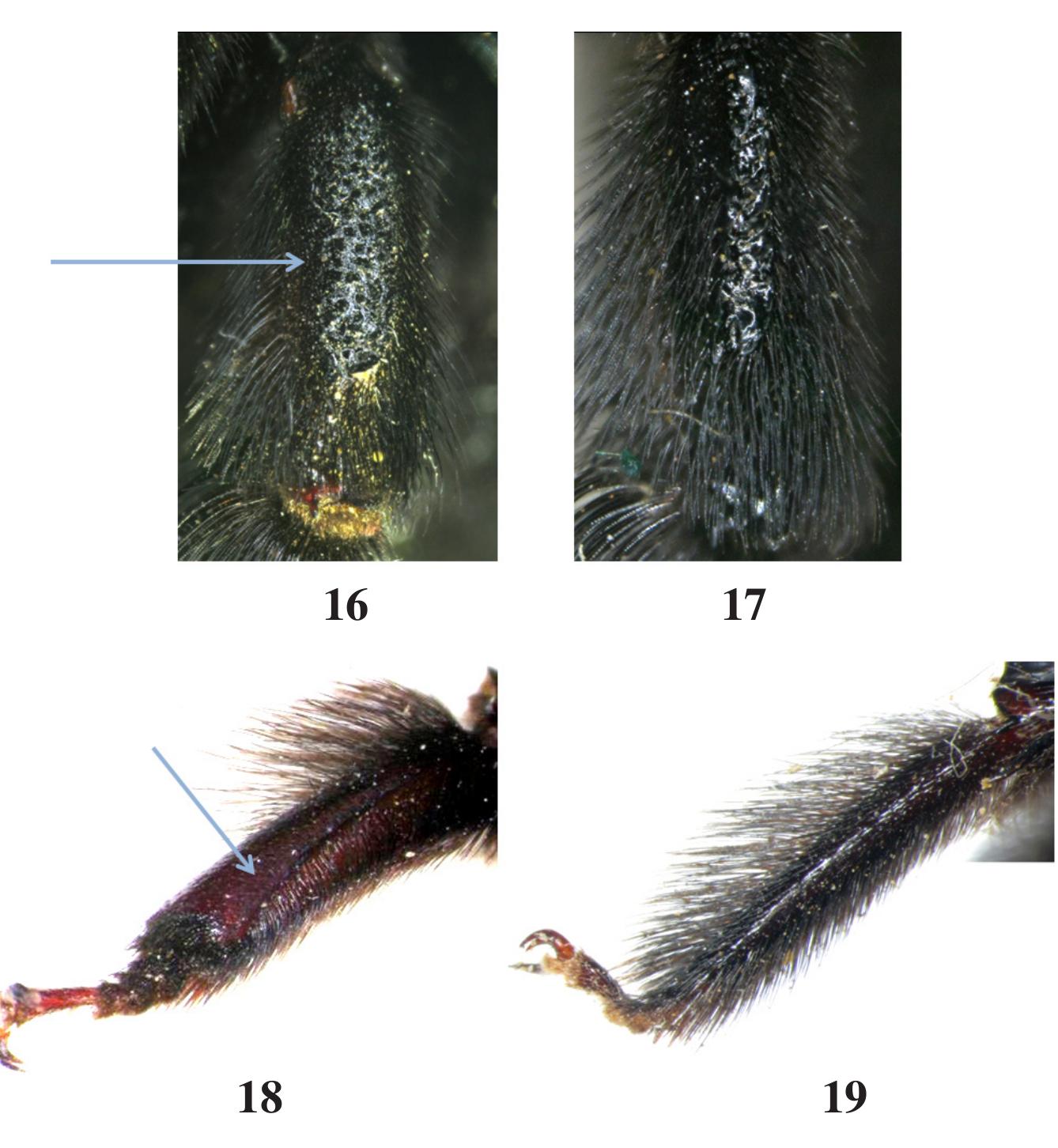 Figure 4 - from A review of the Xylocopa species